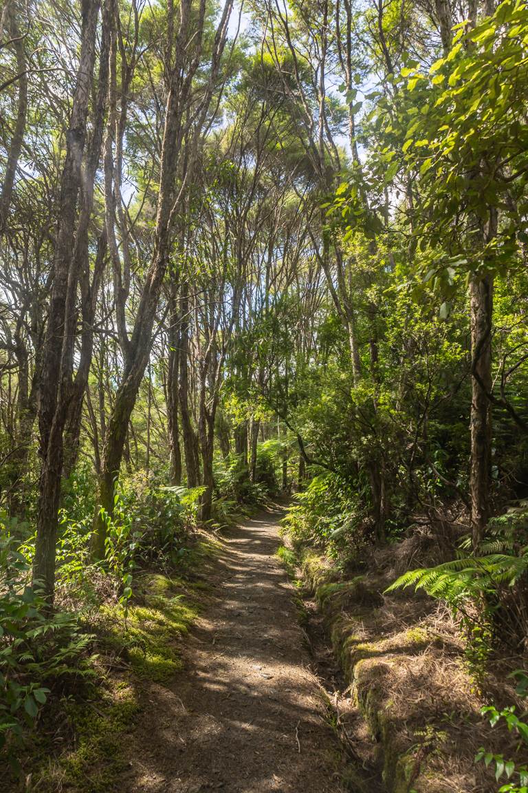 10 STUNNING AUCKLAND LOOKOUTS (2024) - I AM CASEY LEE